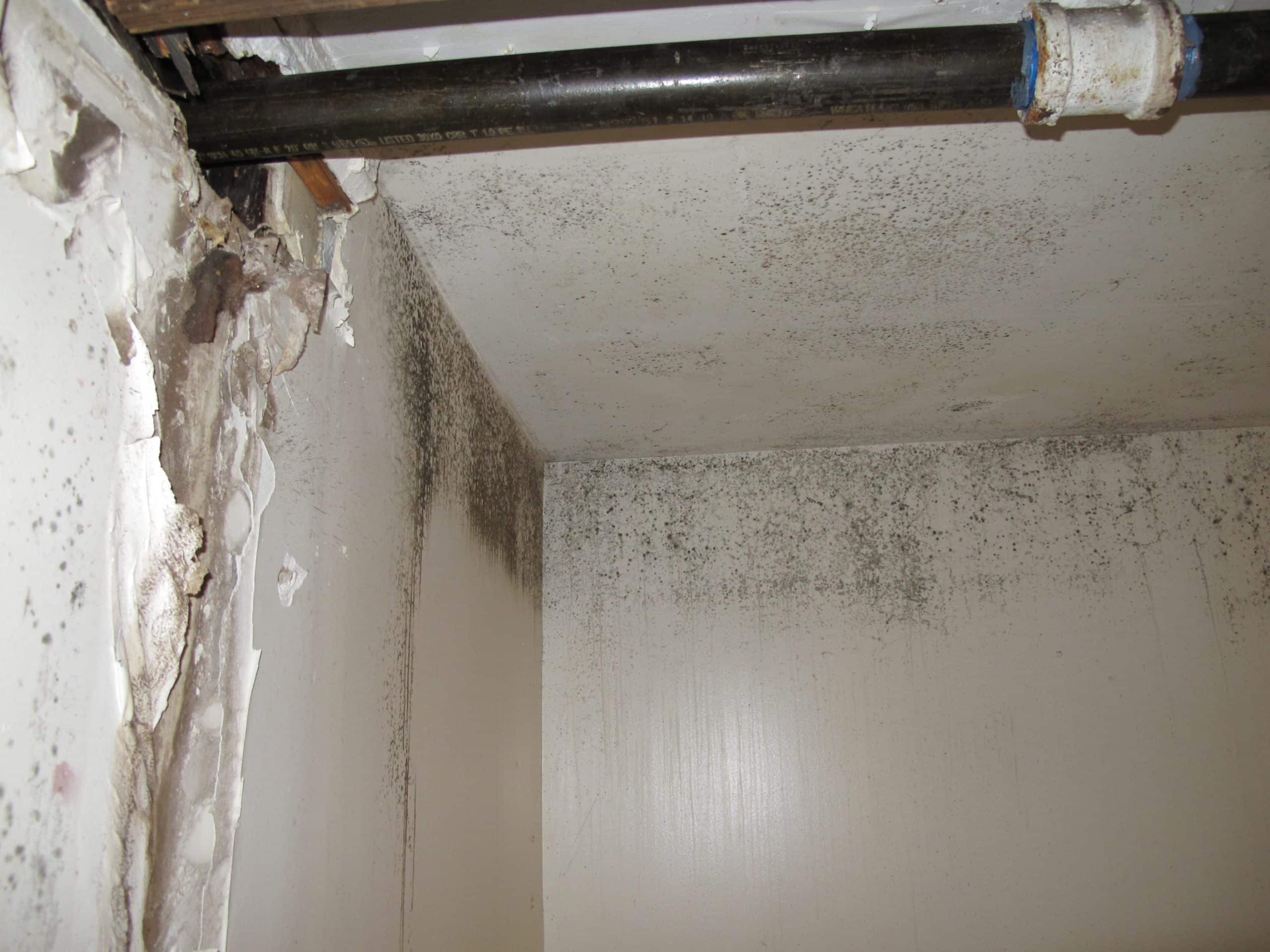 8 Steps Necessary for Successful Mold Removal | New Britain, CT ...